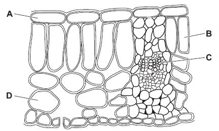 IGCSE Biology Leaf Structure IGCSE Style Questions Paper