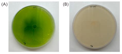 Characterization Of Euglena Gracilis Mutants Generated By Long Term Serial Treatment With A Low