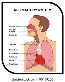 8 Thousand Respiratory System Diagram Royalty Free Images Stock