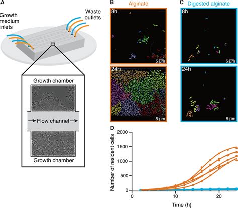 Figures And Data In Polysaccharide Breakdown Products Drive Degradation