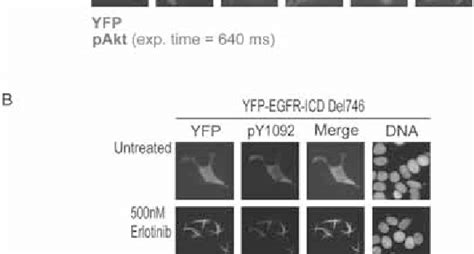 Evaluating Erlotinib Sensitivity Of Egfr Mutants In The Context Of Download Scientific Diagram