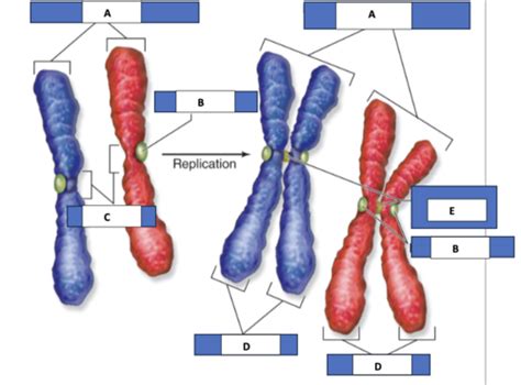 Bio 155 Exam 3 Chapter 10 Flashcards Quizlet