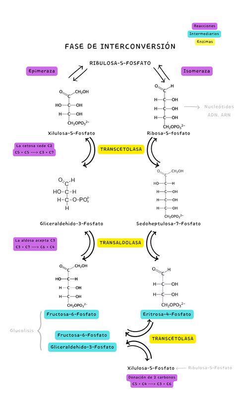 Fase De Interconversión De Las Pentosas Fosfato Xilulosa 5 Fosfato