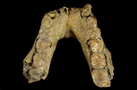 Fosseis De Australopithecus Afarensis Australopithecus Afarensis The