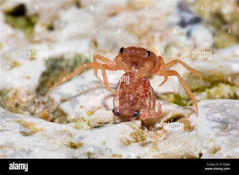 Juvenile Crabs Feeding On Cuticle Gecarcoidea Natalis Christmas