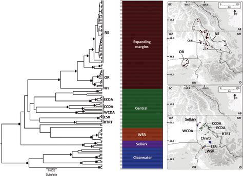 Bayesian Phylogeny Constant Population Size Tree Prior Based On The Download Scientific