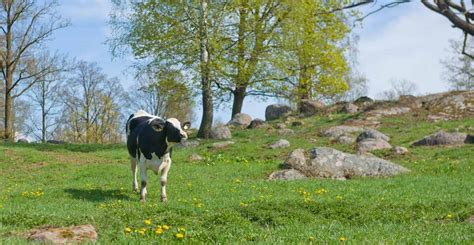 Våra kor - Hagelsrums Biogas