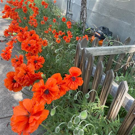 Sarah Vader Sarahdarthvader • Instagram Photos And Videos