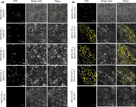 Bimolecular Fluorescence Complementation Bifc Assay In Tobacco Leaf Download Scientific