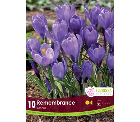 Crocus Remembrance À Grandes Fleurs Zone 4 Paquet De 10 Bulbes