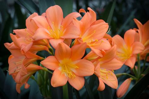 Longwood Releases Clivia Miniata ‘longwood Sunset Longwood Gardens