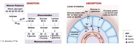 Lecture 16 GI System Absorption Flashcards Quizlet