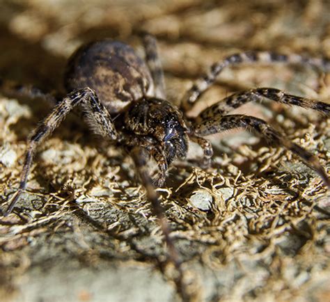 Dolomedes Bugguidenet