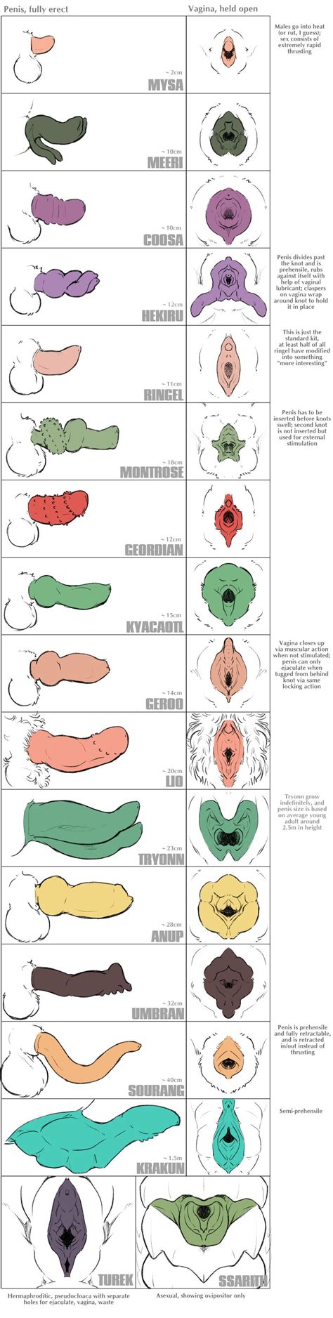 Rule 34 2 Penises Absurd Res Ambiguous Hermaphrodite Anatomy Animal