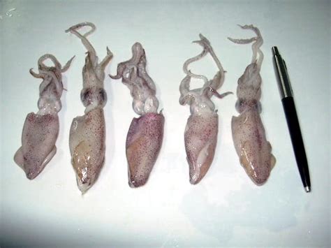 Кальмар мороженый из Вьетнама