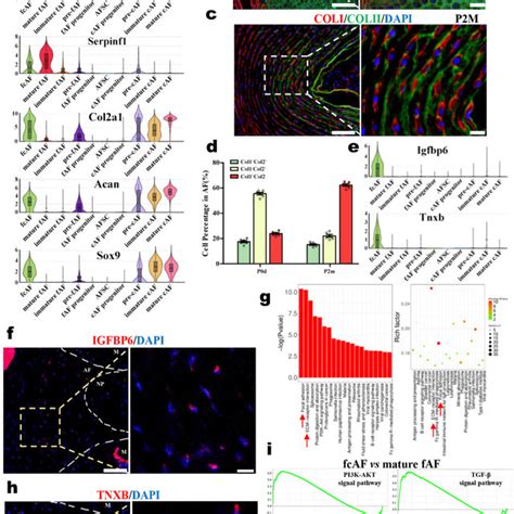 Scrna Seq Reveals 10 Major Cell Populations In The Murine Af A Download Scientific Diagram