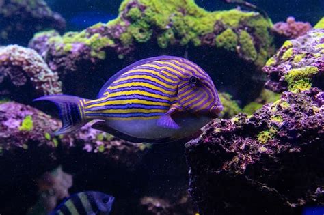 Premium Photo Acanthurus Lineatus Fish