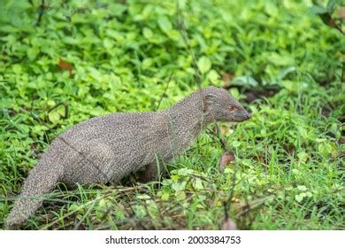 Indian Grey Mongoose Herpestes Edwardsii Wilpattu Stock Photo Shutterstock