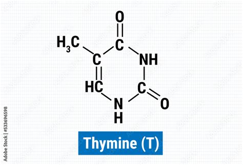 Chemical Structure Of Thymine T Stock Vector Adobe Stock