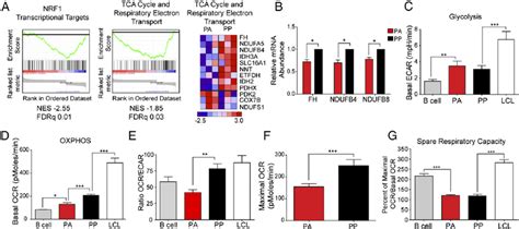 Integration Of Transcriptomic And Metabolic Profiling Reveals Key