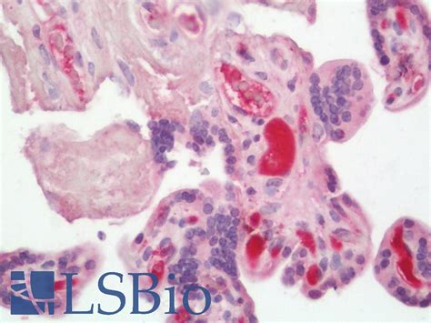 Anti Complement C3 Antibody Rabbit Anti Human Polyclonal Biotin Lsbio