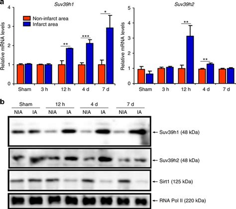 The Histone H3k9 Methyltransferase Suv39h Links Sirt1 Repression To