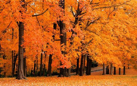 Aesthetic Autumn Wallpapers Wallpaper Cave