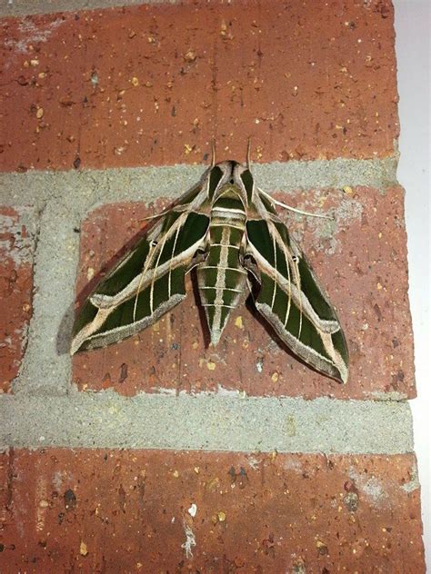 White Lined Sphinx Moth In Texas
