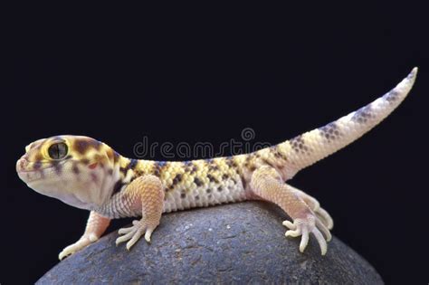 Kikker Eyed Gekko Teratoscincus Scincus Zuidelijk Kazachstan Stock