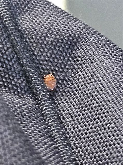 Is This A Bedbug Rbedbugs