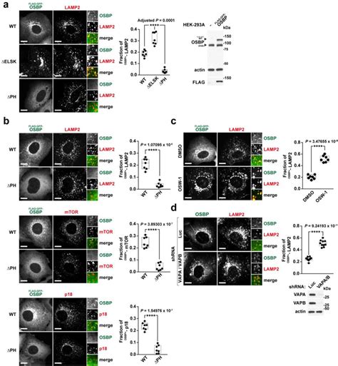 Lysosomal Localization Of A Subset Of Osbp In Cells A A Pool Of Osbp