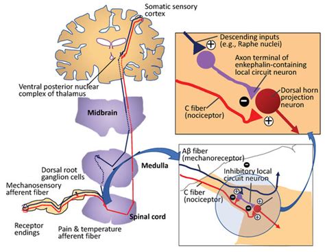 Philosophies Special Issue Frontiers Of Embodied Artificial Intelligence The R Evolution