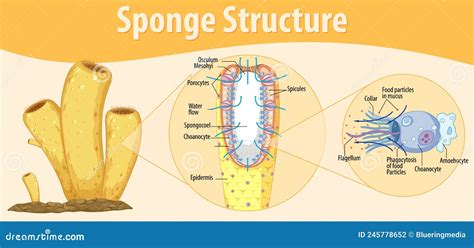 Diagram Showing Structure Of Sponge Stock Vector Illustration Of Graphic Cartoon 245778652