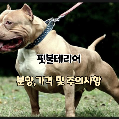 핏불테리어 분양 가격 및 주의사항