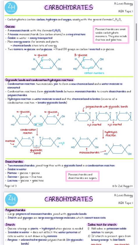 Plant Structure Including Xylem And Phloem Youtube