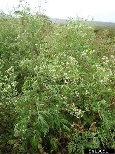 Parthenium 503