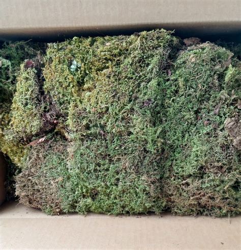 Green Floral Sheet Moss Windowgardensdirect