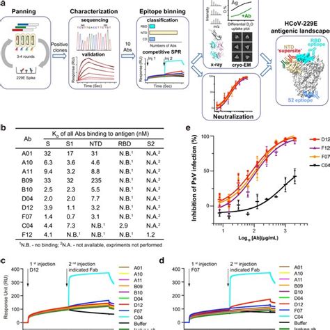 Selection Classification And Neutralizing Potency Characterization Of