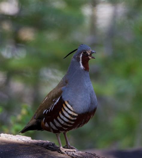 Mountain Quail Ndow