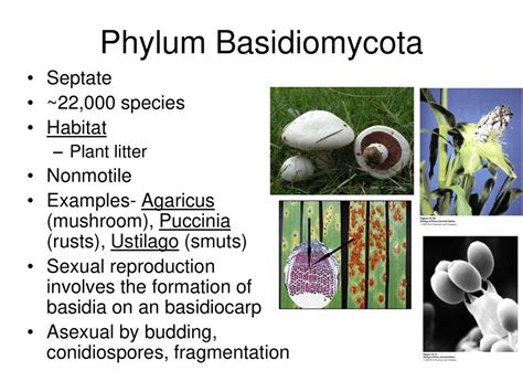 Phylum Basidiomycota Examples