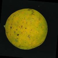 Orange Disease Detection Object Detection Dataset And Pre Trained Model By Aravind Ellapu