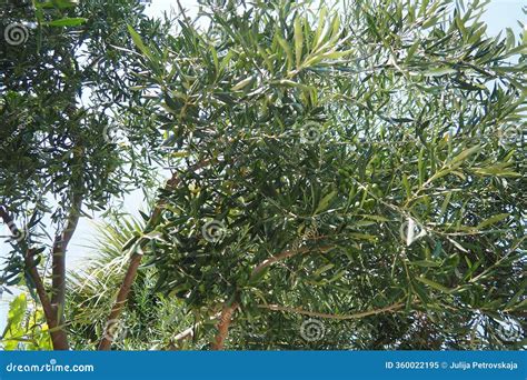 The Olive Botanical Name Olea Europaea Meaning `european Olive` Is A