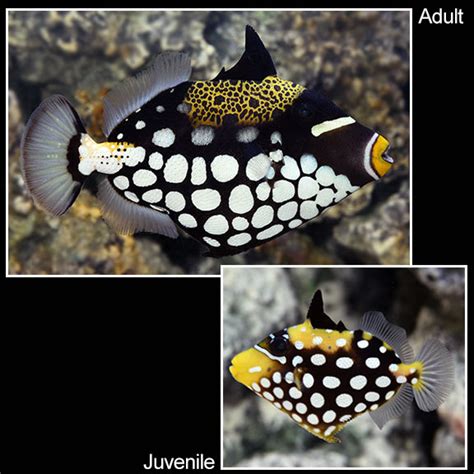Clown Triggerfish Saltwater Aquarium Fish For Marine Aquariums