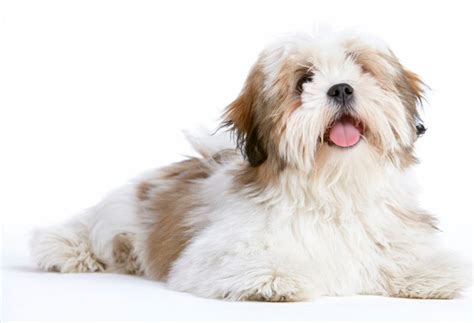 Razas De Perros Peludos