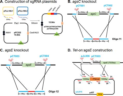 Construction Of Sgrna Plasmids A To Delete Agsc B And Agse C And Download Scientific