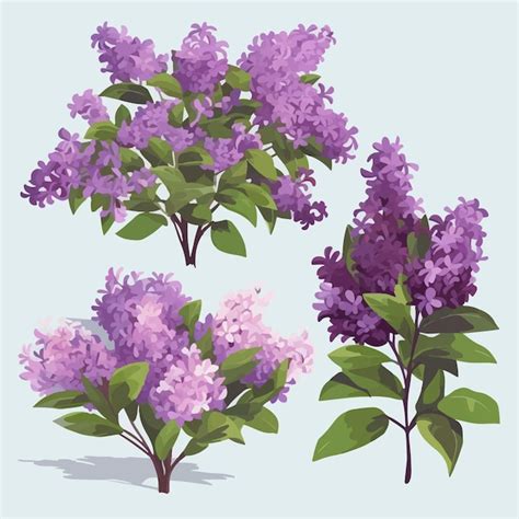 Premium Vector Pack Of Artistic Lilac Illustrations With Intricate