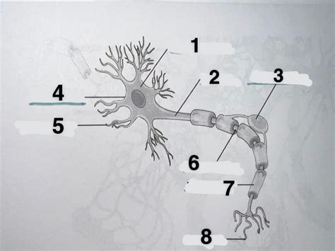 Parts Of A Neuron Labeling Diagram Quizlet