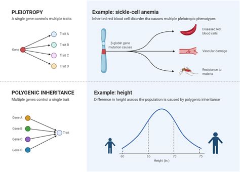 pleiotropy vs polygenic inheritance biorender science templates
