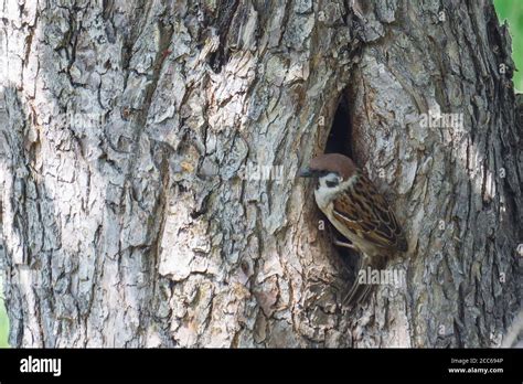 Sparrow Sits At Its Nest In Hollow Tree Stock Photo Alamy