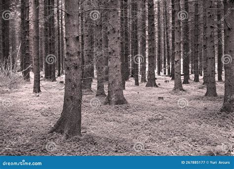 The Tree Token Of A Type Tree Universal Plant In All Types And